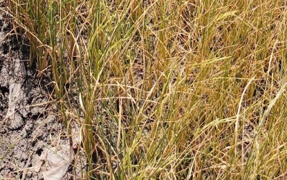 PCIC releases P23-M to W. Visayas farmers hit by drought - Business ...